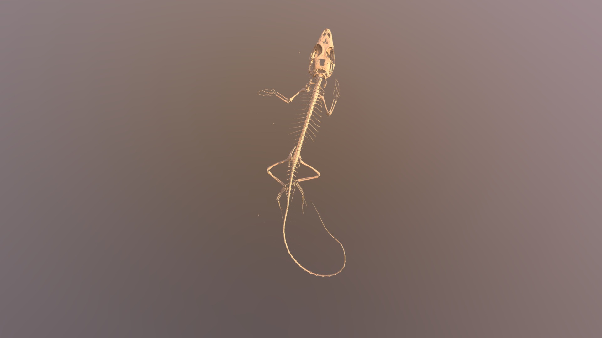 Hispaniolan green anole - 3D model by emsherratt [514e16b] - Sketchfab