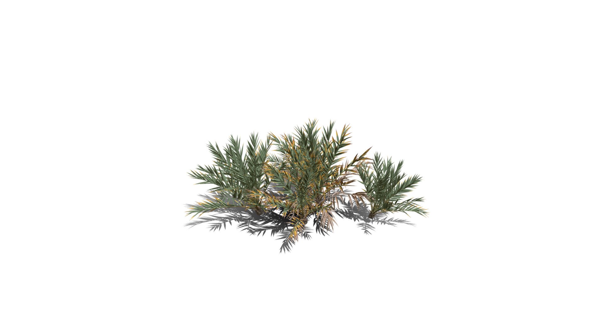 Realistic HD Date palm (54/78) - Download Free 3D model by PlantCatalog ...