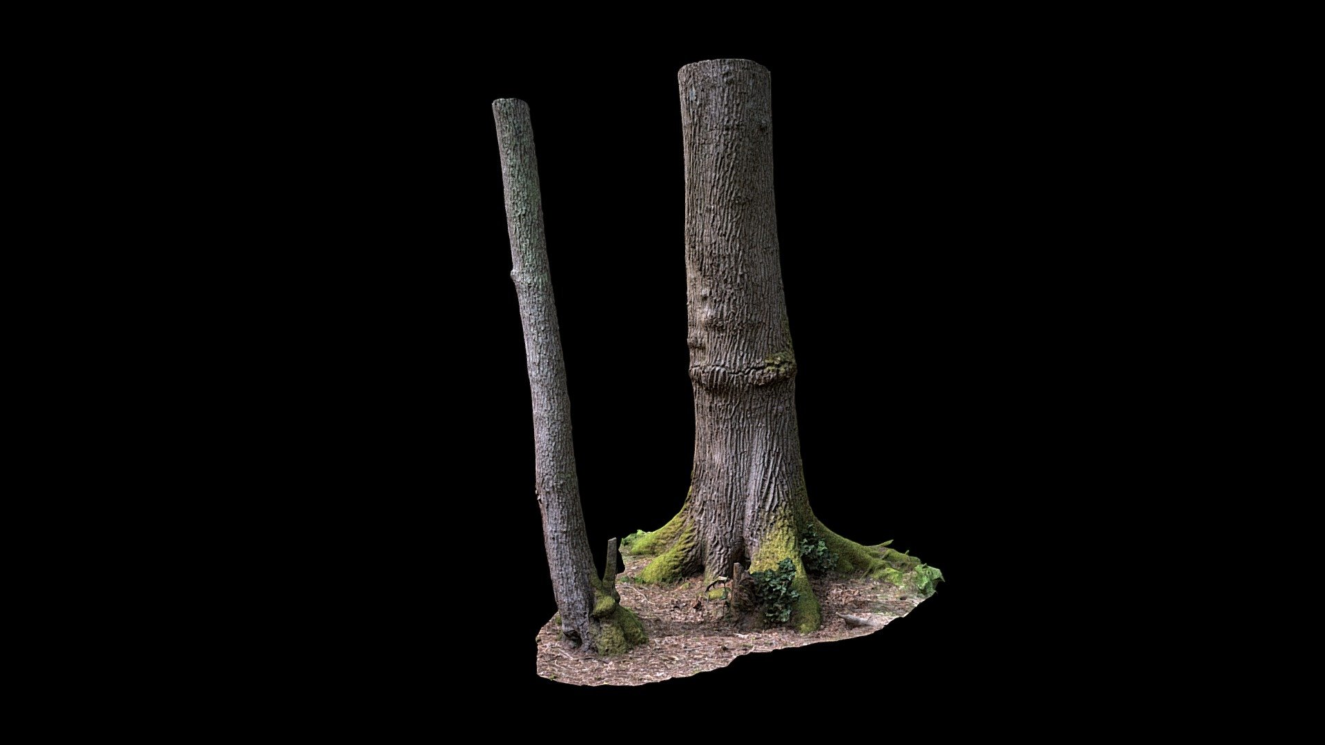 Medium And Large Tree Base - Devon - UK - Download Free 3D model by ...