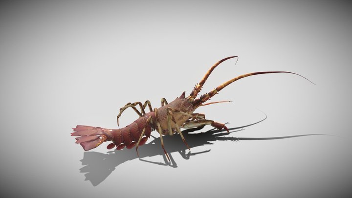 Lobster 3D models - Sketchfab