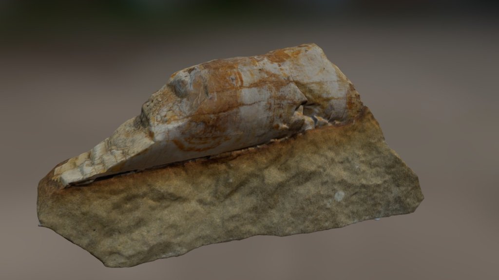 Silicified dinosaur bone fragment - 3D model by Jose Luis Cuevas ...