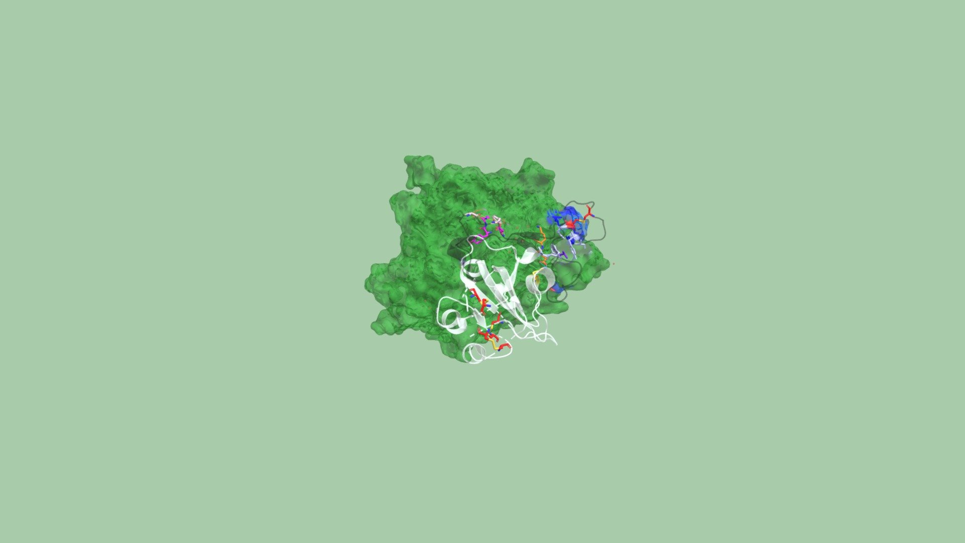 SARS-CoV-2 spike protein + human ACE2 receptor - 3D model by mollyford ...