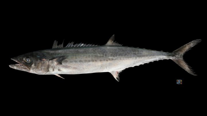 Scomberomorus 3D models - Sketchfab