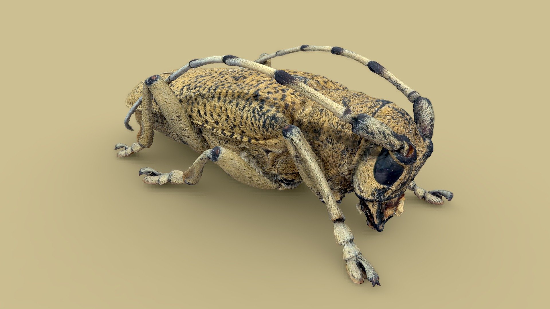 Long Poplar Borer - Saperda carcharias - 3D model by DigitalSouls ...