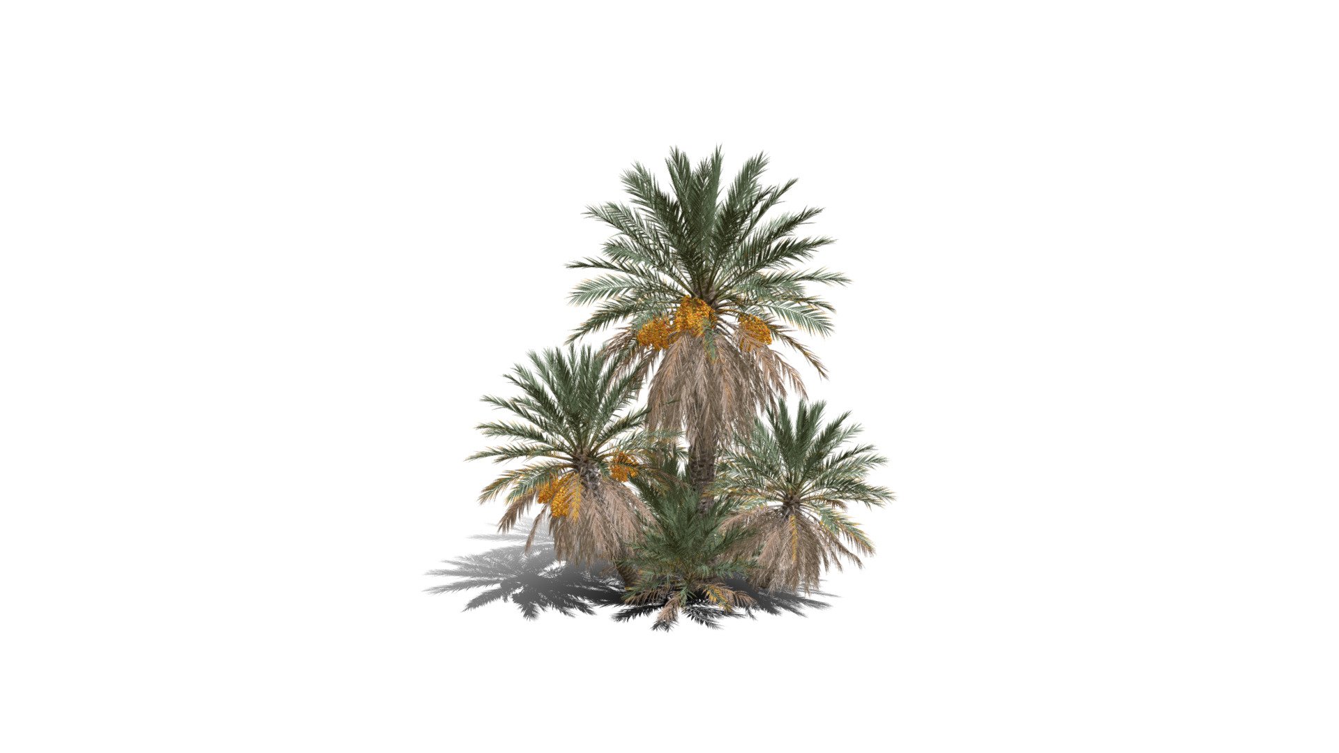 Realistic HD Date palm (35/78) - Download Free 3D model by PlantCatalog ...