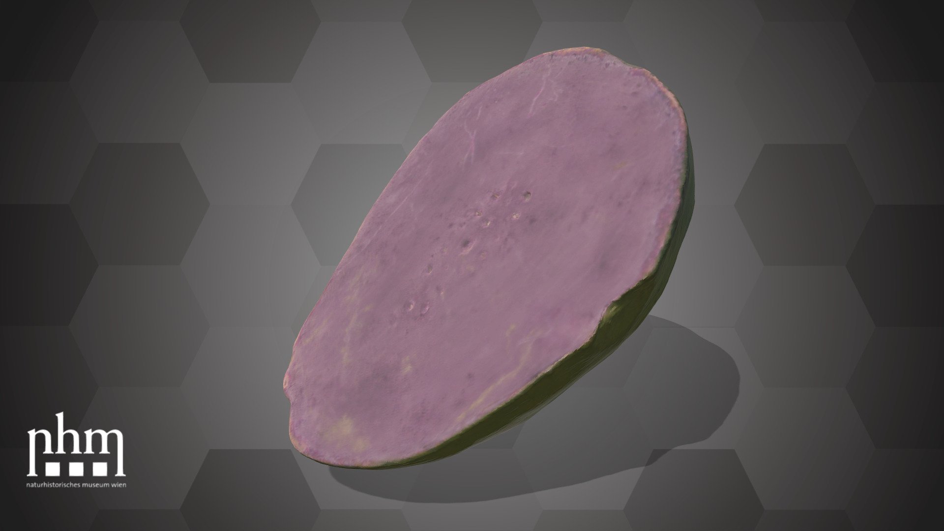 Guava (NHMW-AFW-DING-0046-003) - Download Free 3D model by Natural ...