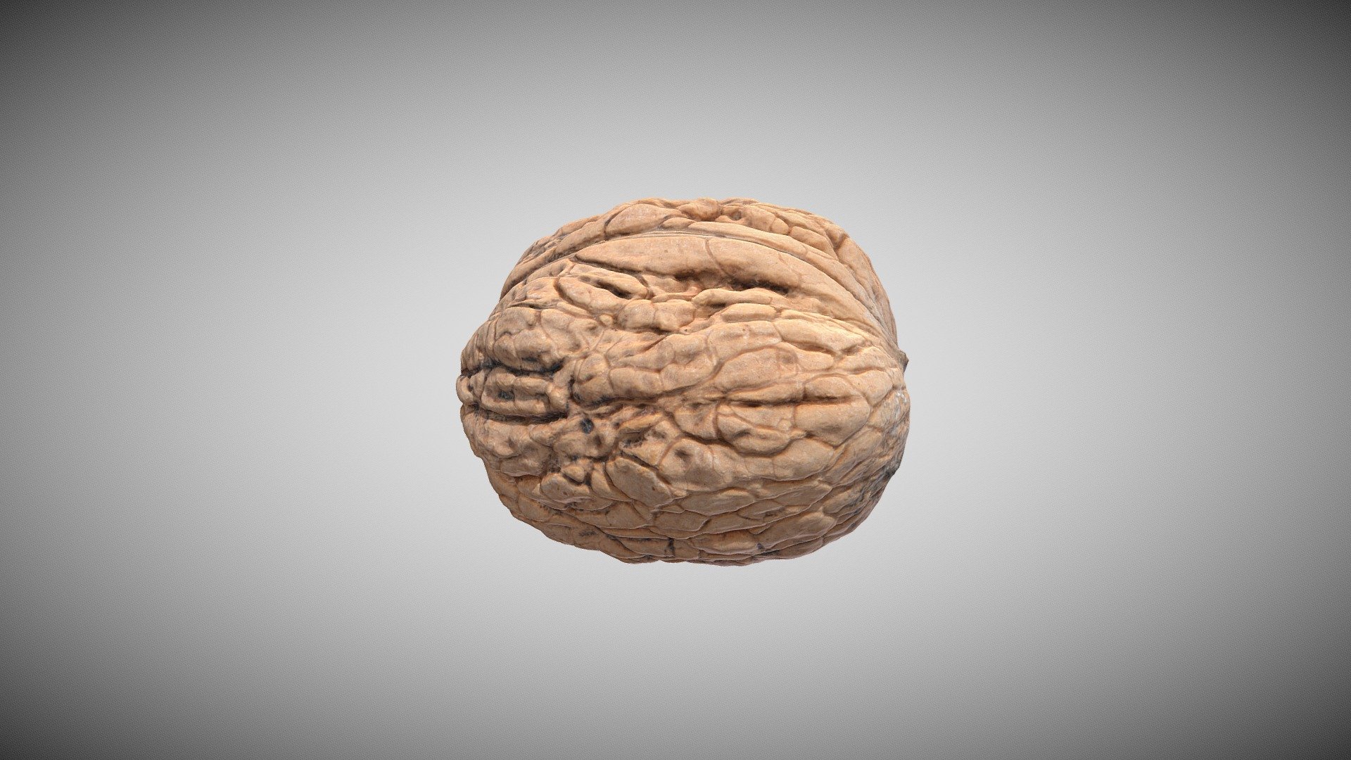 Walnut - Download Free 3D model by Hover-cam [517b426] - Sketchfab