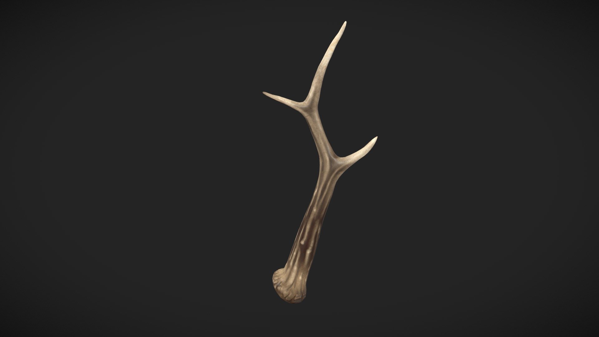 Roe deer antler - 3D model by AnnaWachulec [517d6bf] - Sketchfab
