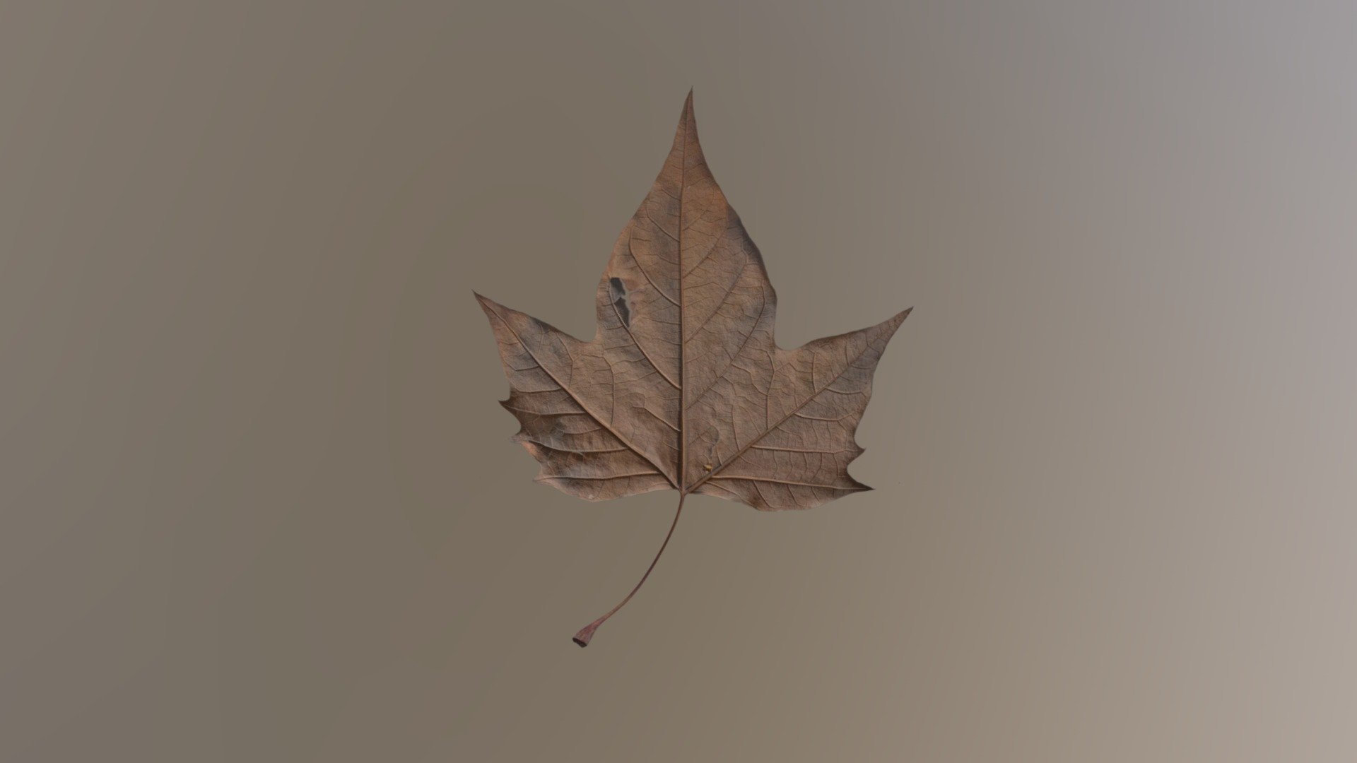 Scanned leaf PBR - 3D model by michal_zurawski [5181ab4] - Sketchfab
