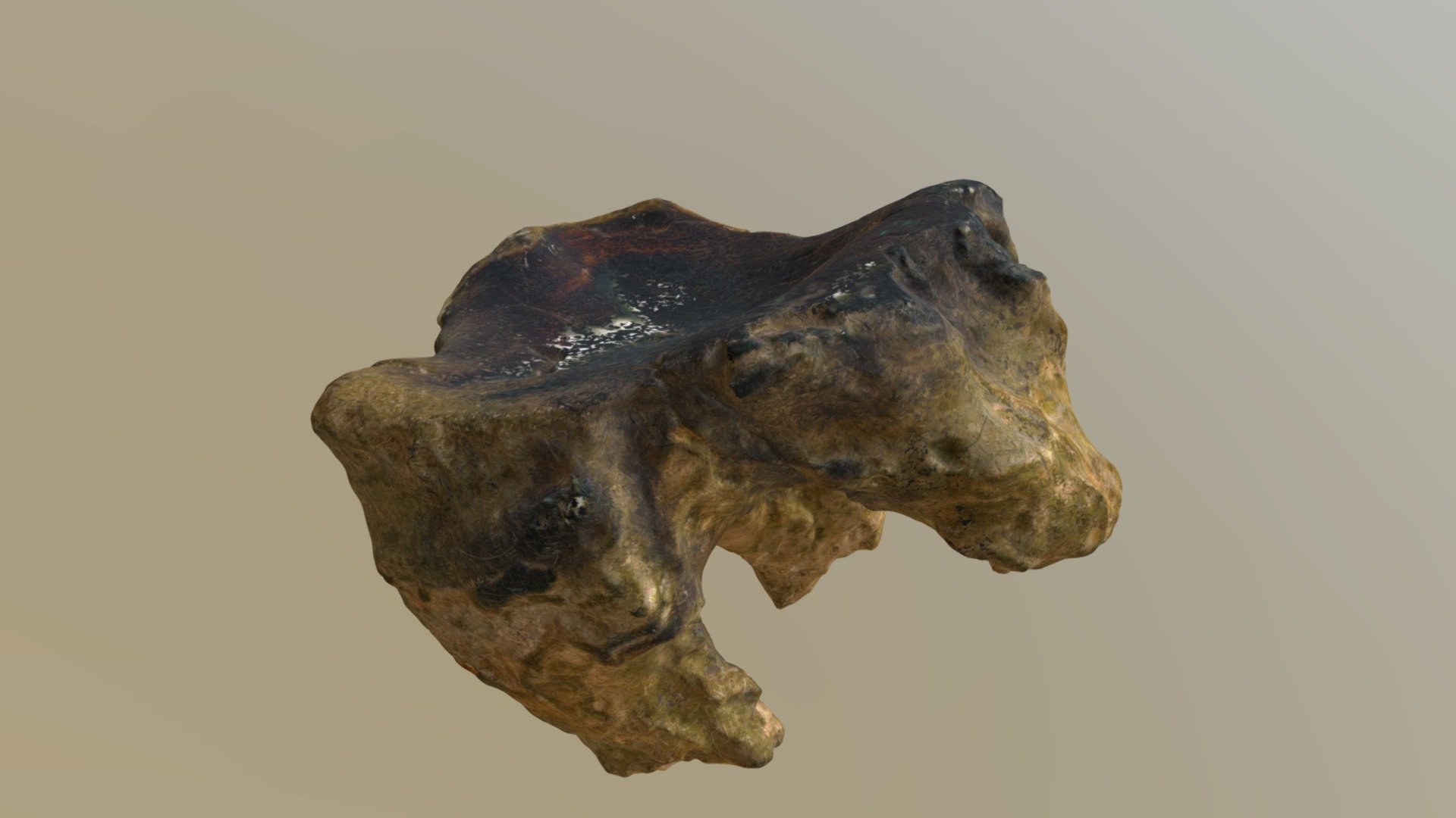 Worn Mastodon Tooth (VCU_3D_2617) - 3D model by Virtual Curation Lab ...