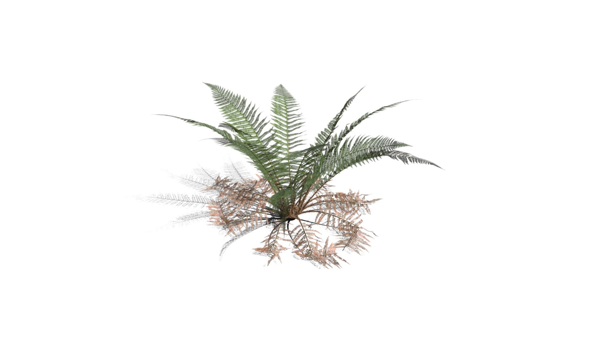 Realistic HD Male fern (3/50) - Download Free 3D model by PlantCatalog ...