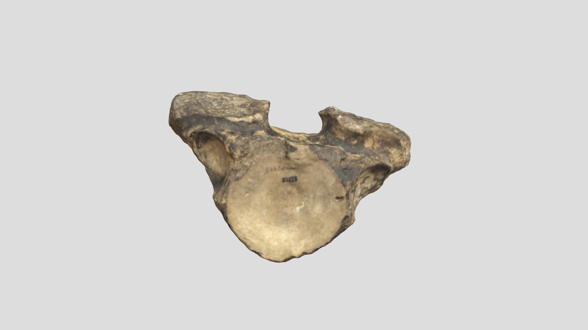 V4966 Mastodon Dorsal Vertebra (VCU_3D_5120) - Download Free 3D model ...