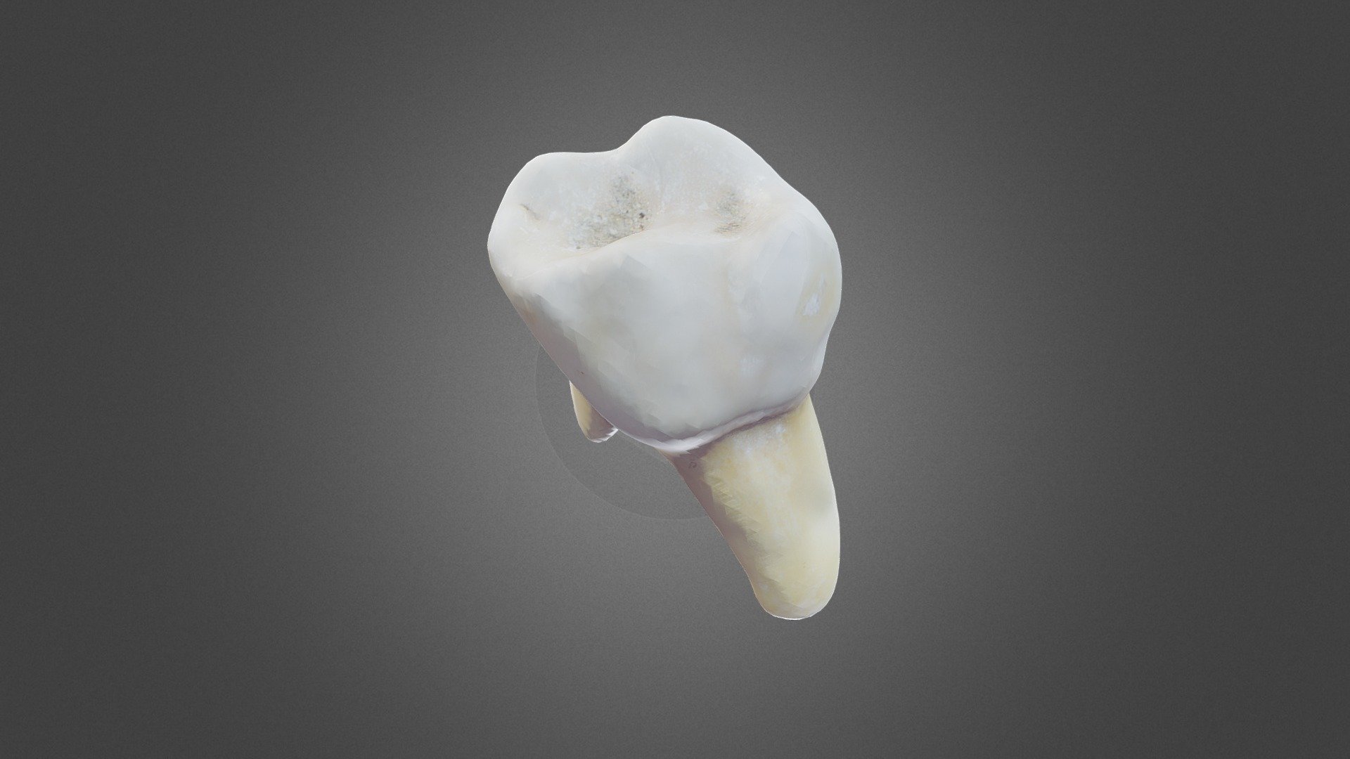 Human Tooth with Texture - 3D model by MartaMartinez [518d301] - Sketchfab