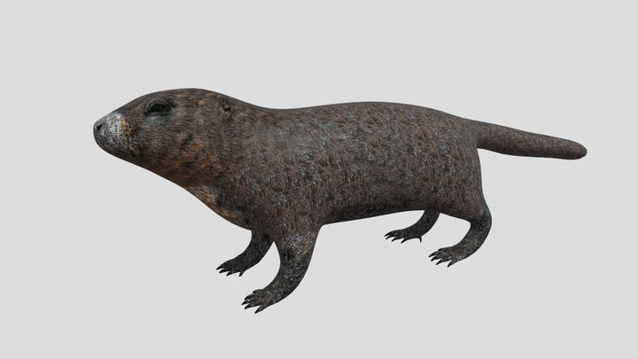 Marmot 3D models - Sketchfab