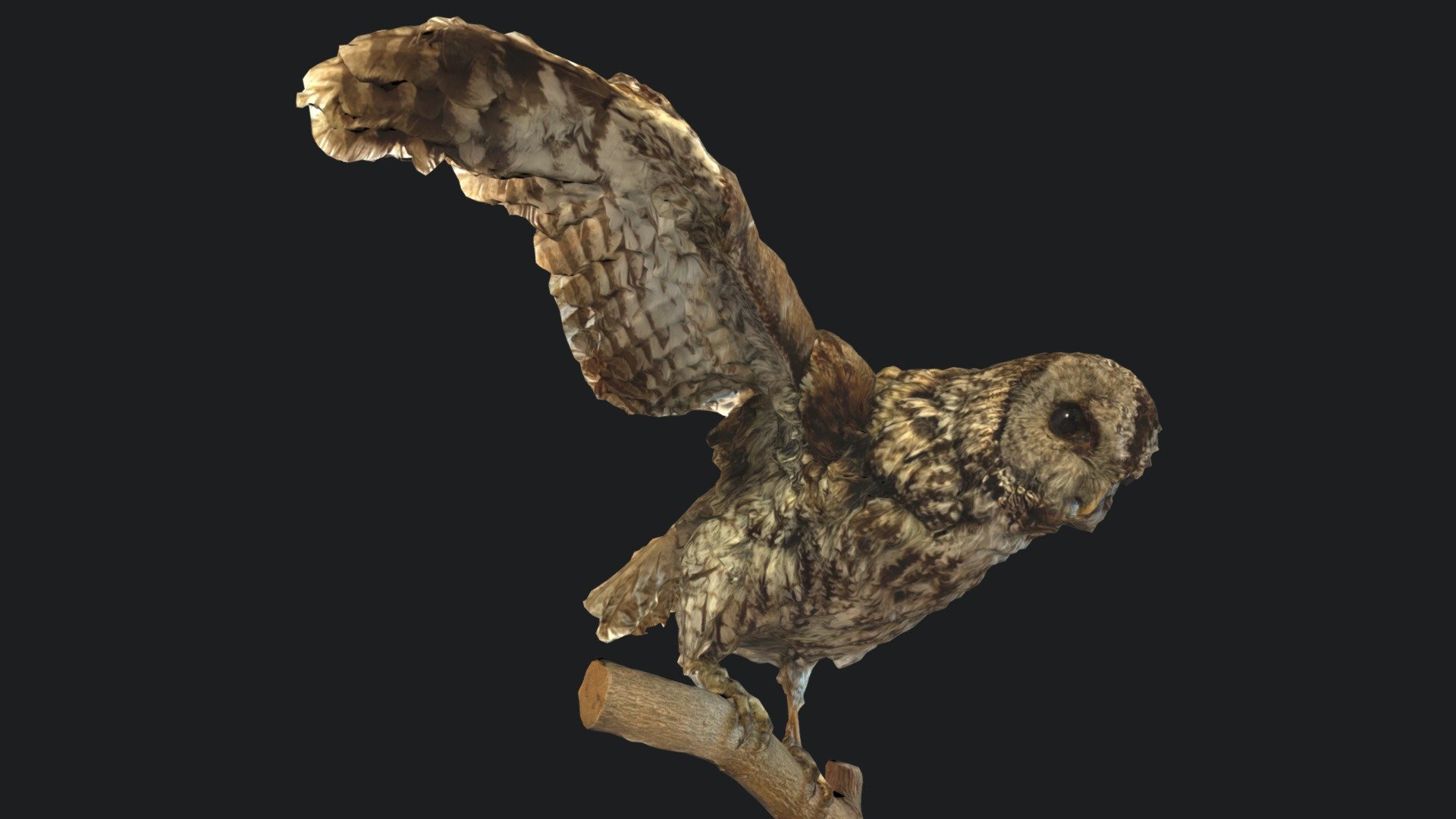 Owl - Download Free 3D model by jaume9090 [5195aa6] - Sketchfab