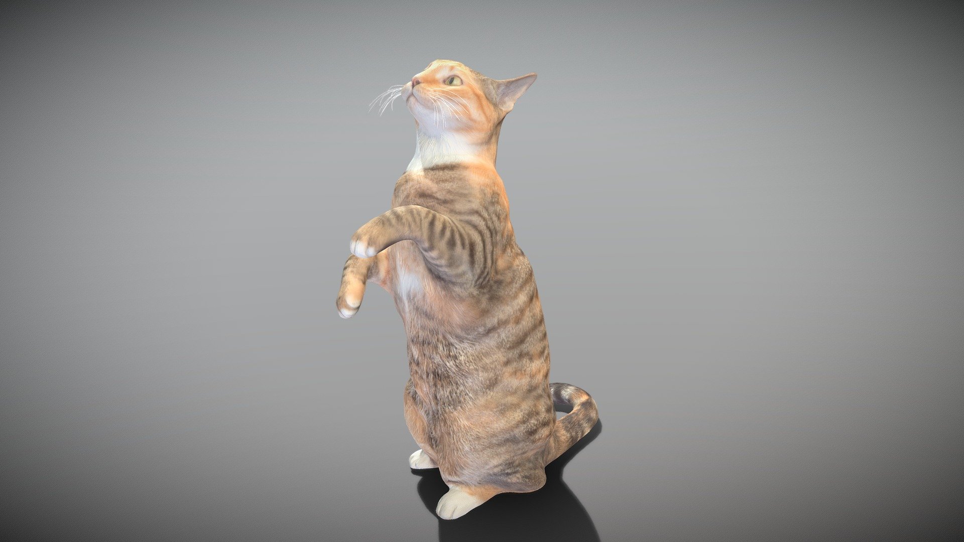 Playful cat 41 - Buy Royalty Free 3D model by deep3dstudio [519640e ...