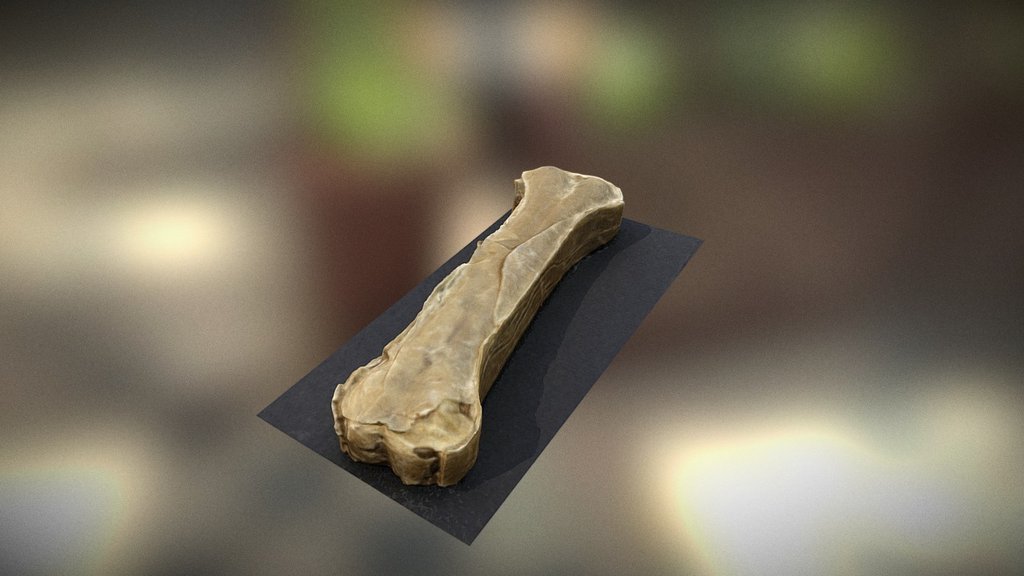Chewing Bone - 3D scan - 3D model by HappyIndie [5196839] - Sketchfab