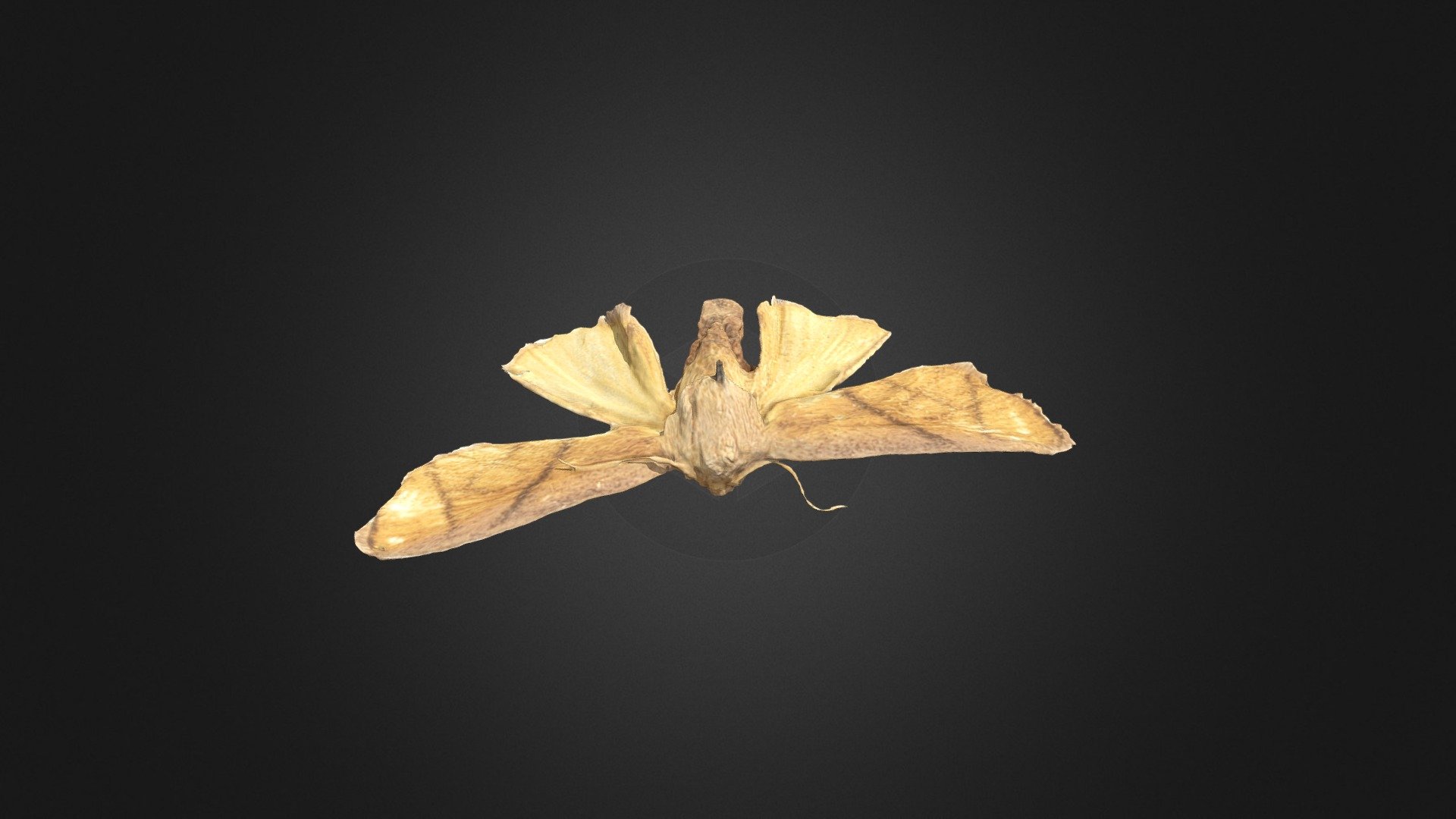 Y Slug Moth - 3D model by University Libraries at Virginia Tech ...