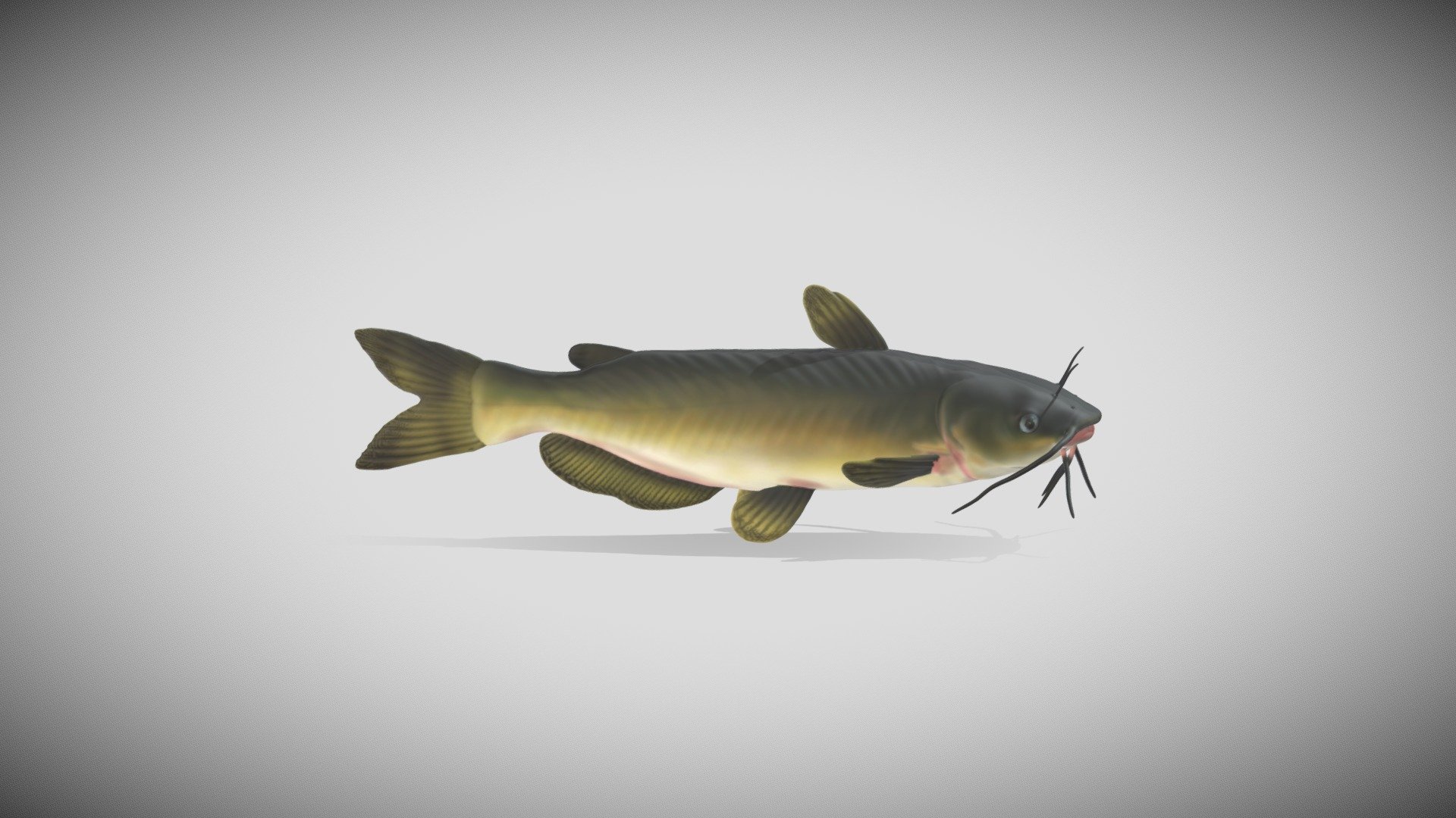 Channel Catfish - Buy Royalty Free 3D model by CIverson (@CarlynIverson ...