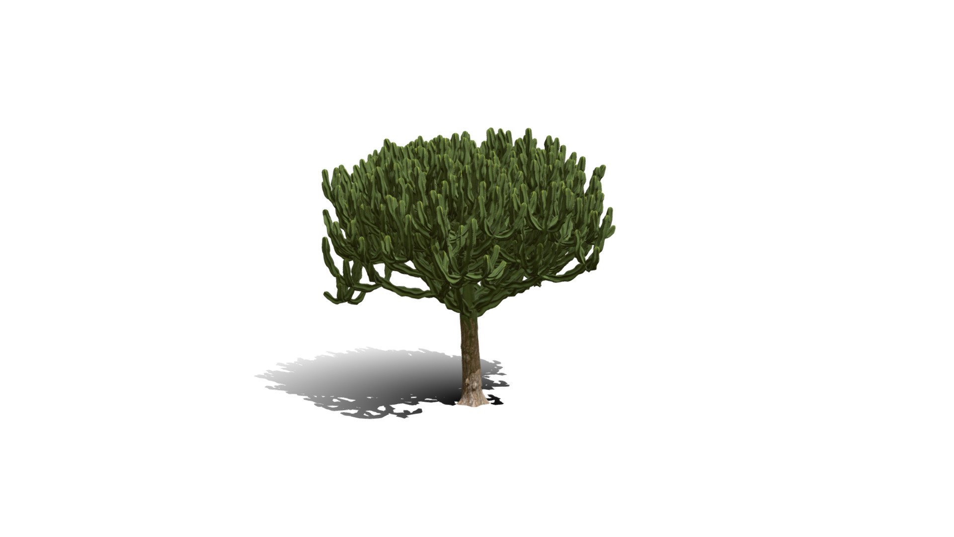 Realistic HD Candelabra tree (10/40) - Download Free 3D model by ...