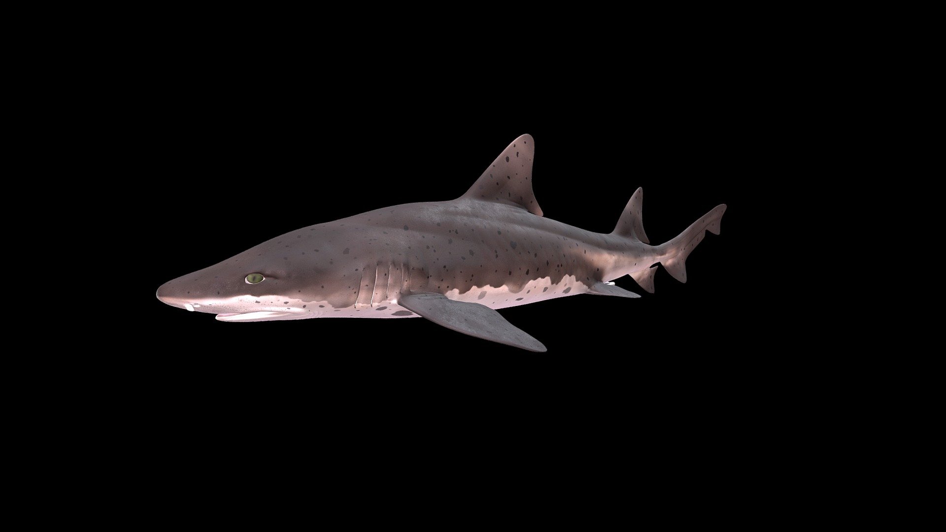 Model 90 - Spotted Gully Shark - Download Free 3D model by ...