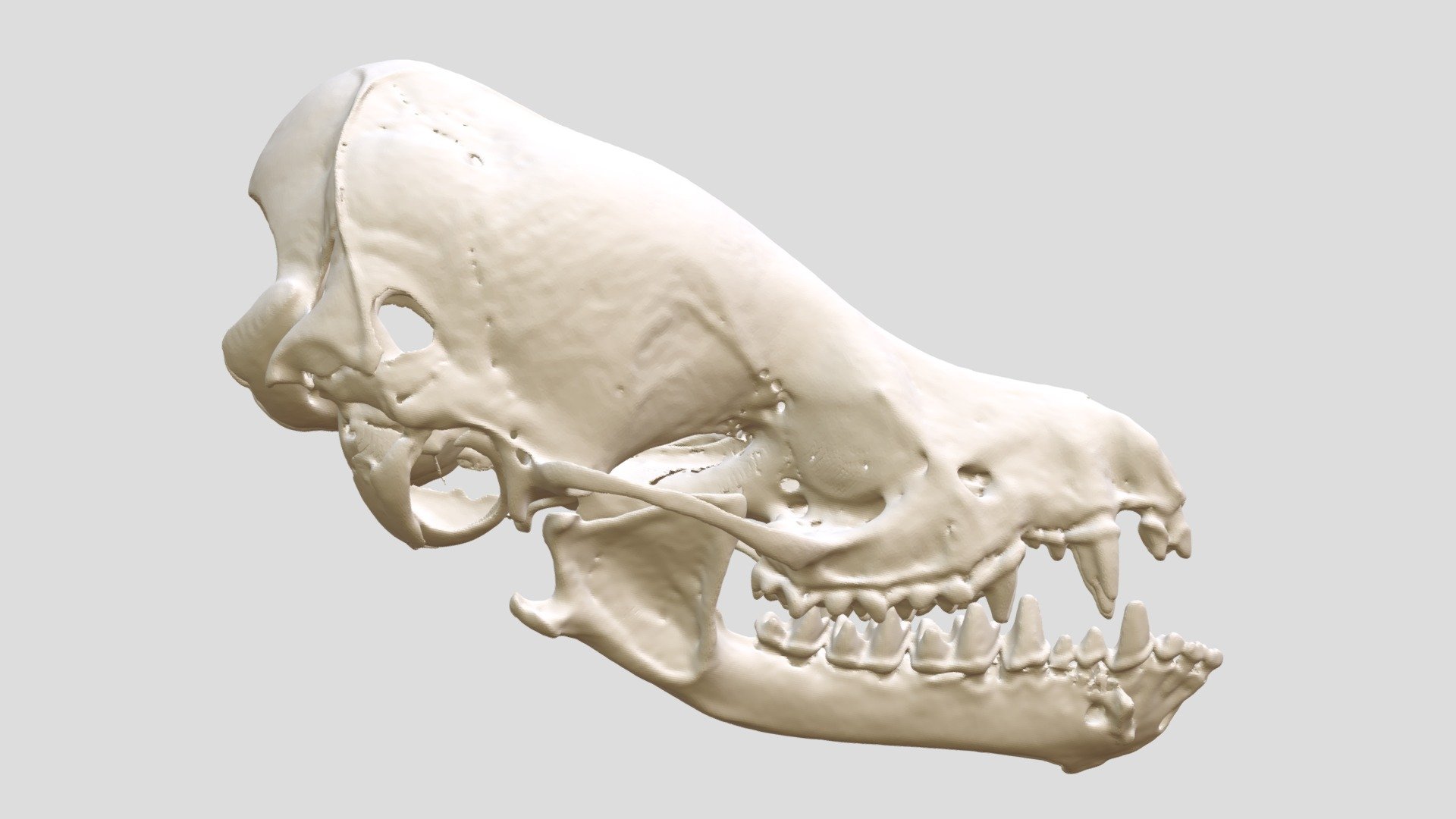 Myotis volans (MSB:Mamm:92595) - 3D model by Biodiversity [51ad09b ...