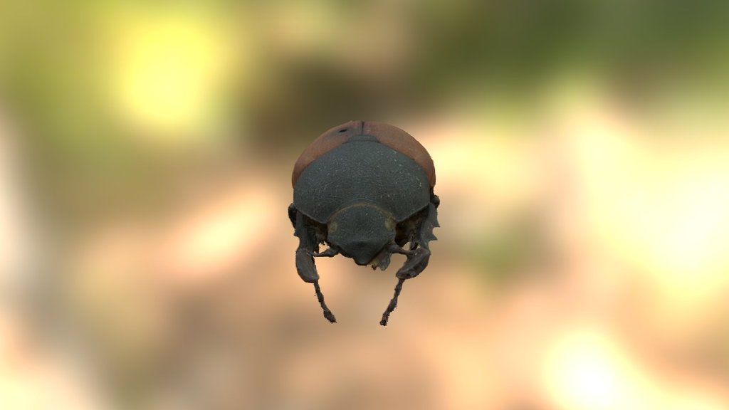 Bug - 3D model by nvd264 [51b1eae] - Sketchfab