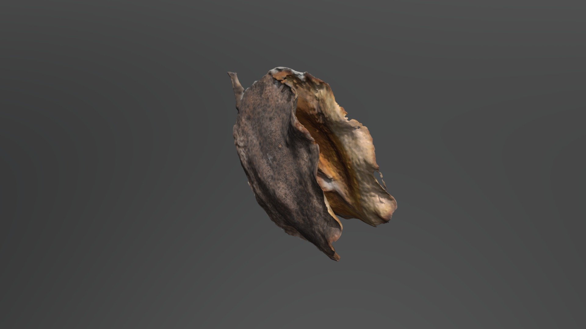 Jacaranda Seed Pod - Download Free 3D model by CHEI - UC San Diego ...