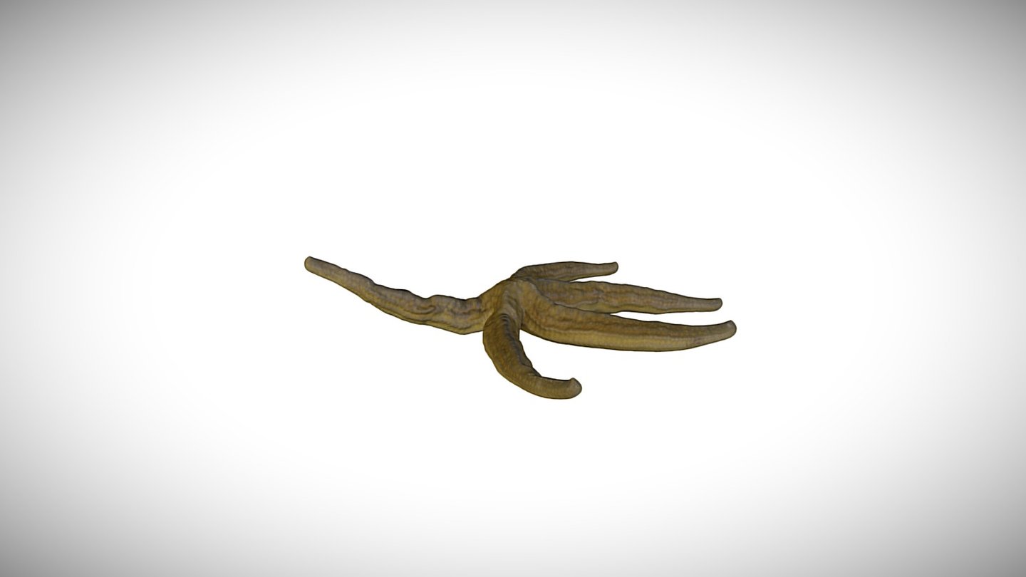 Pharia pyramidata / CASIZ 196093 - 3D model by California Academy of ...