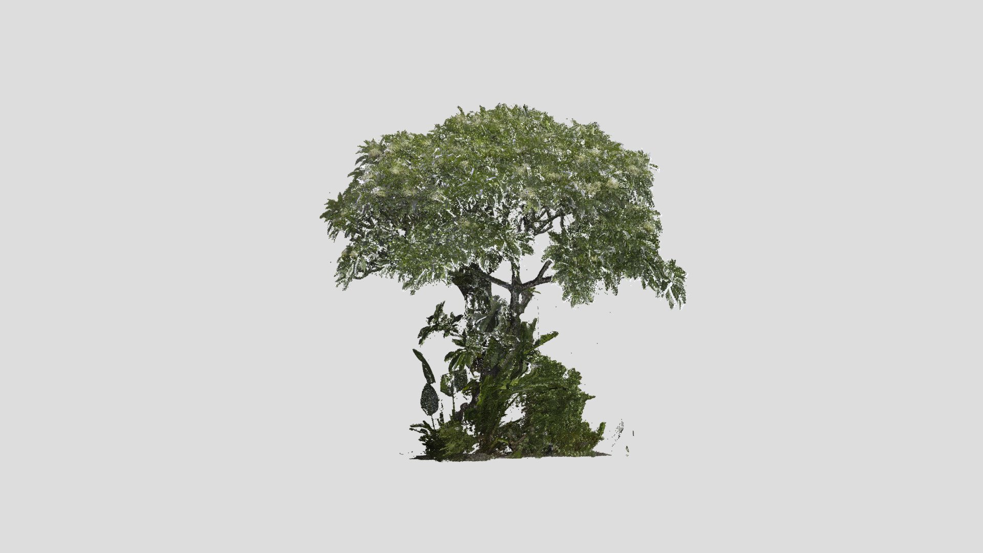 Tree Point Cloud - Buy Royalty Free 3D model by magnum_opus (@tree ...