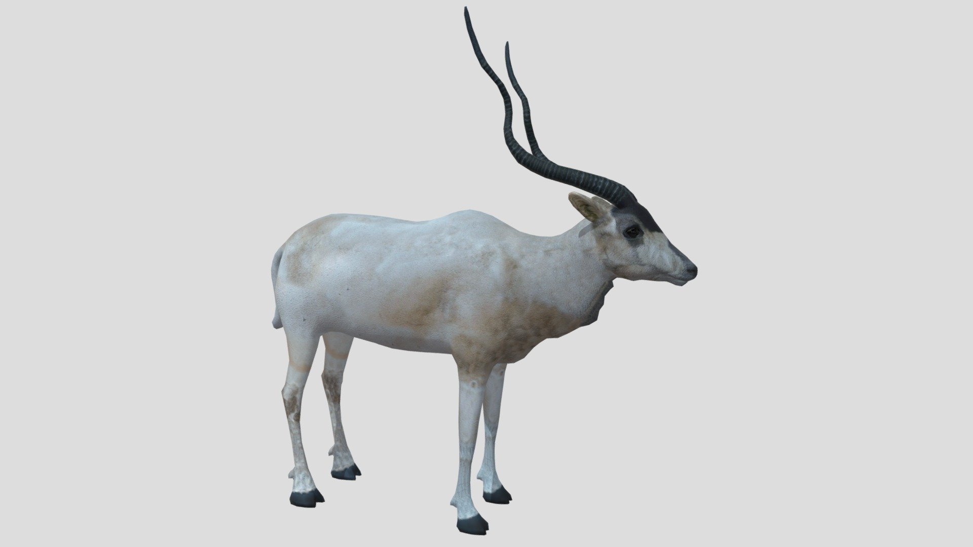 Addax - Buy Royalty Free 3D model by rmilushev [51d534f] - Sketchfab Store
