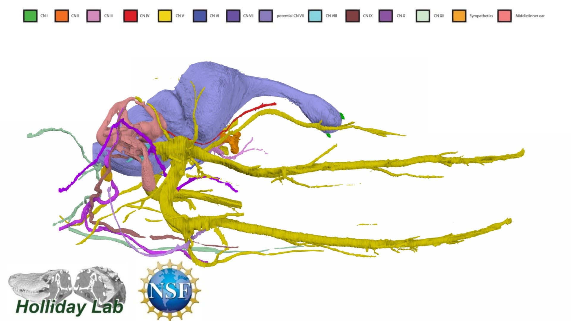 Yearling Alligator Cranial Nerves - Download Free 3D model by Holliday ...