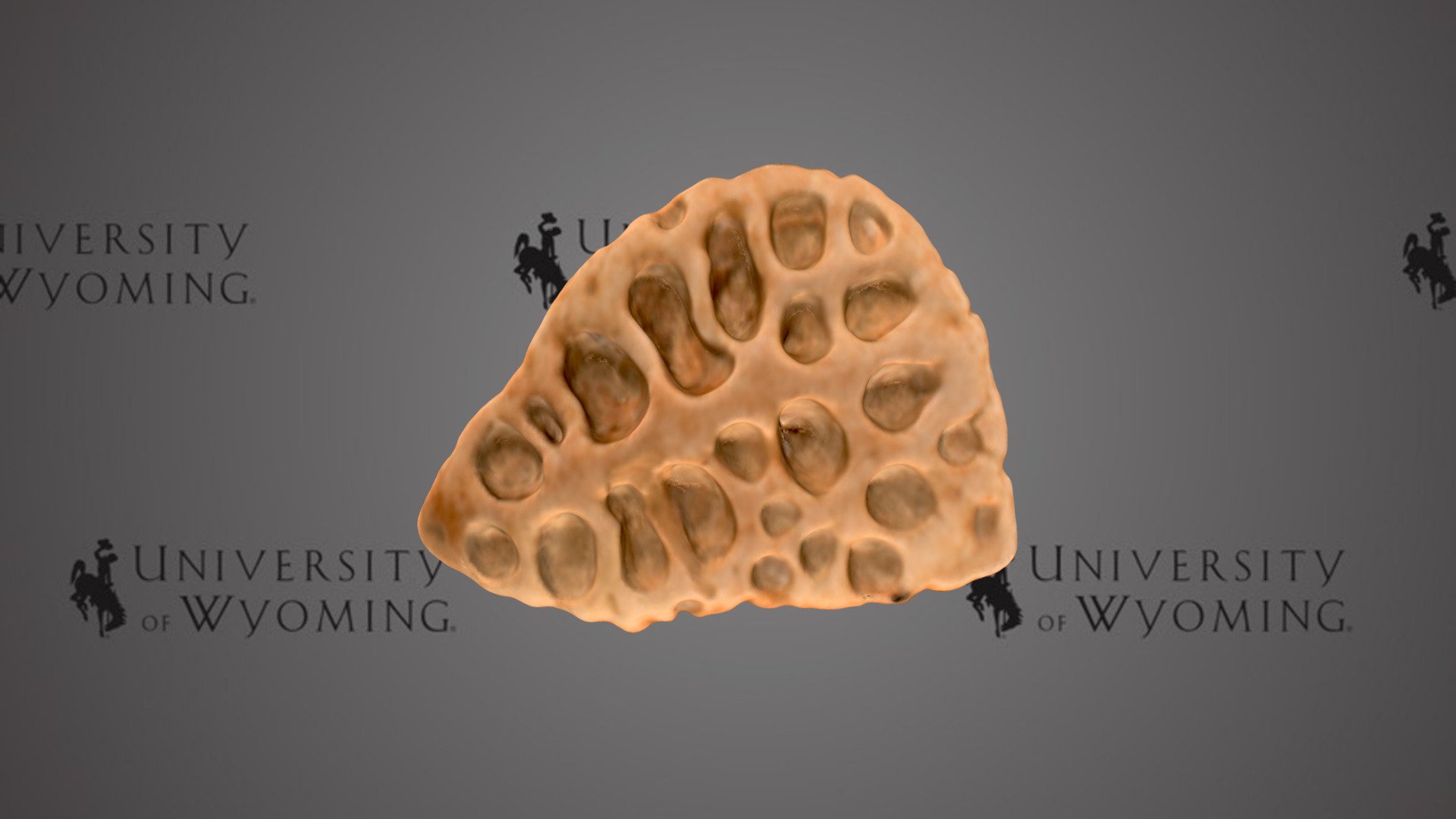 UW14083 - Crocodylidae, Dermal Scute - Download Free 3D model by ...
