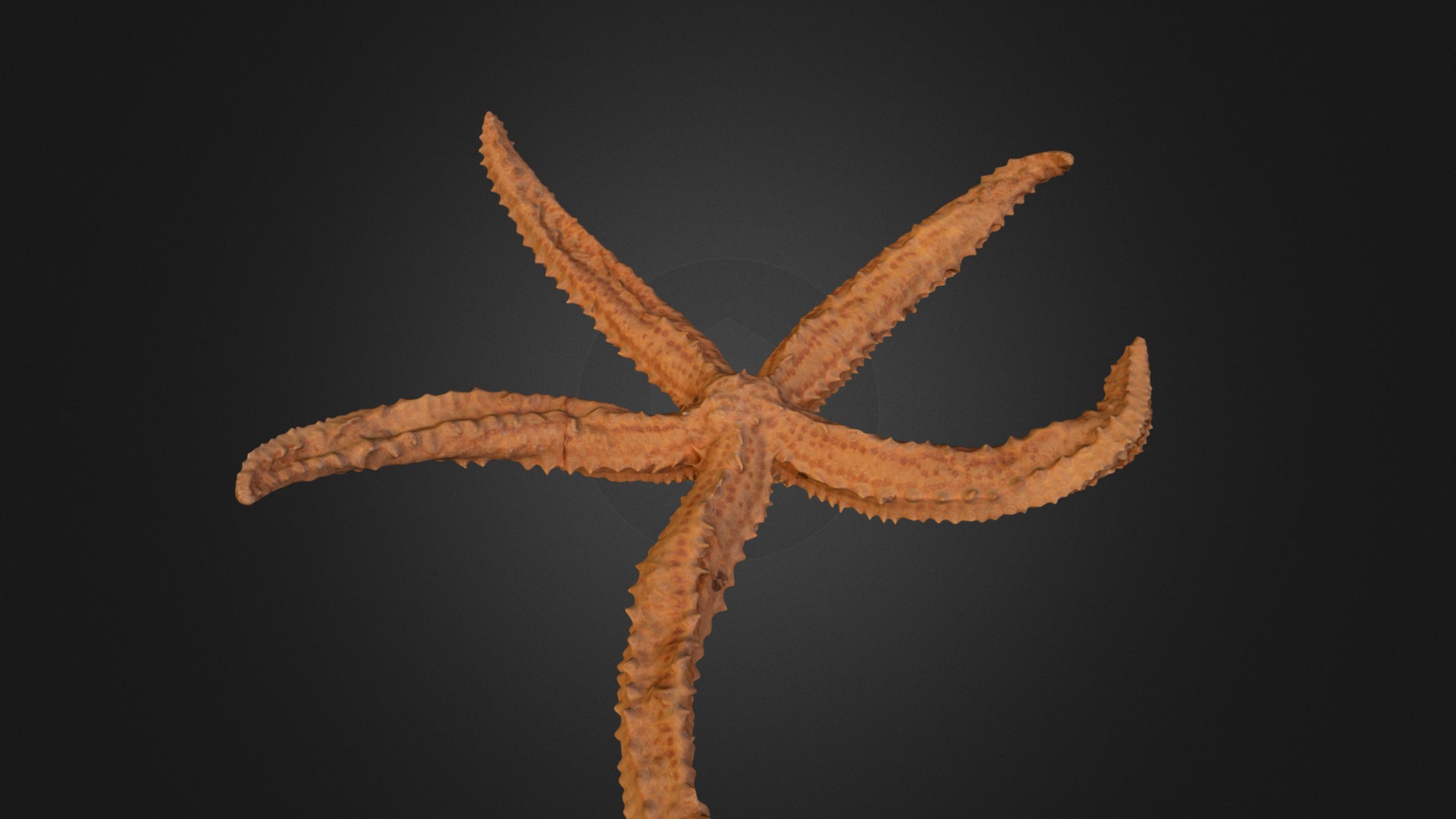 Seestern - 3D model by roth1 [51decb4] - Sketchfab