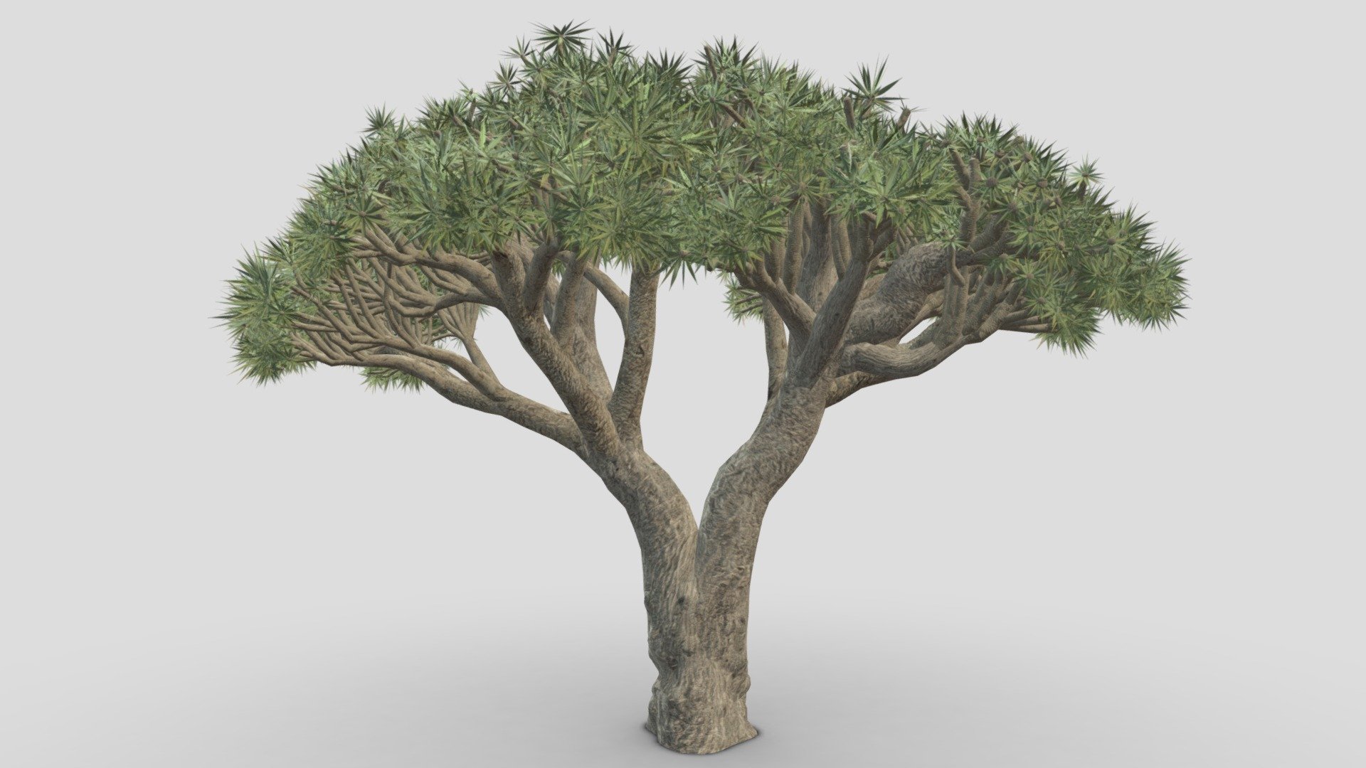 Dracaena Hero- 01 - 3D model by ASMA3D [51e4650] - Sketchfab
