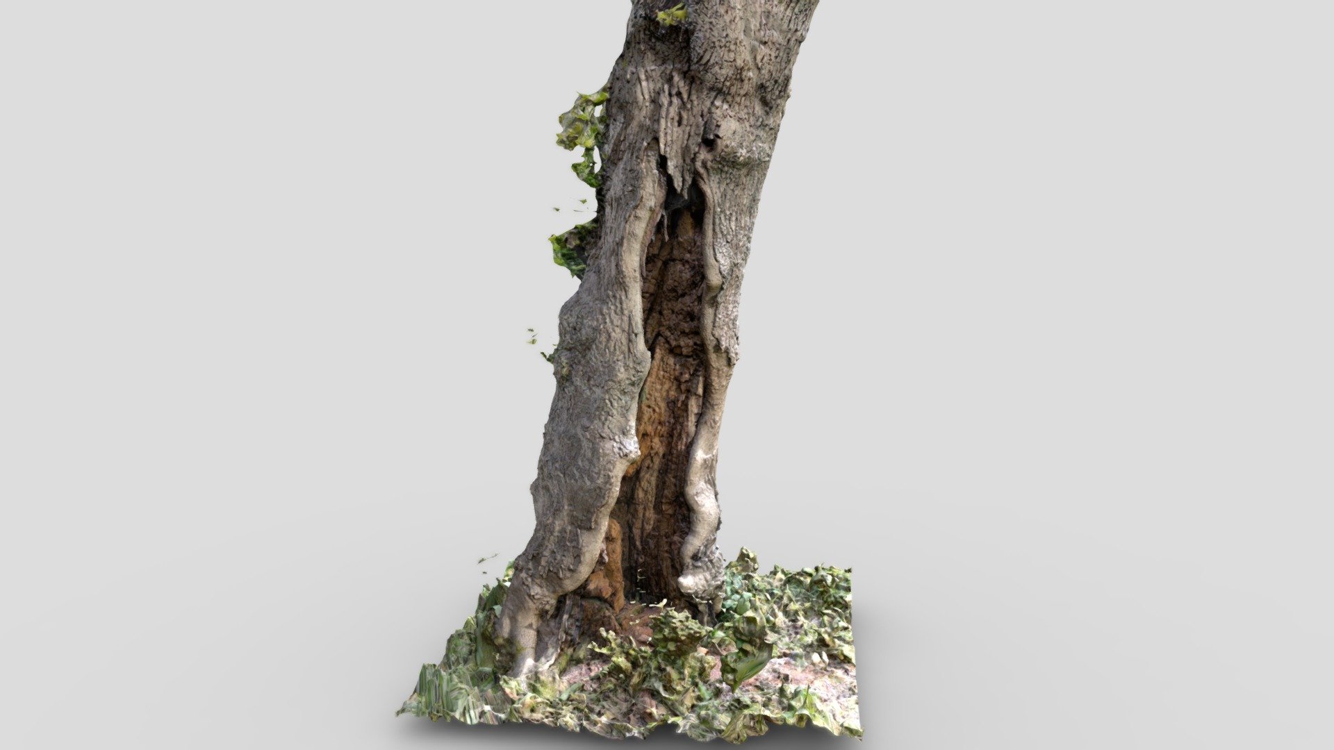 Tree Scar - 3D model by iJenko RC (@SH4RKY) [51e510e] - Sketchfab