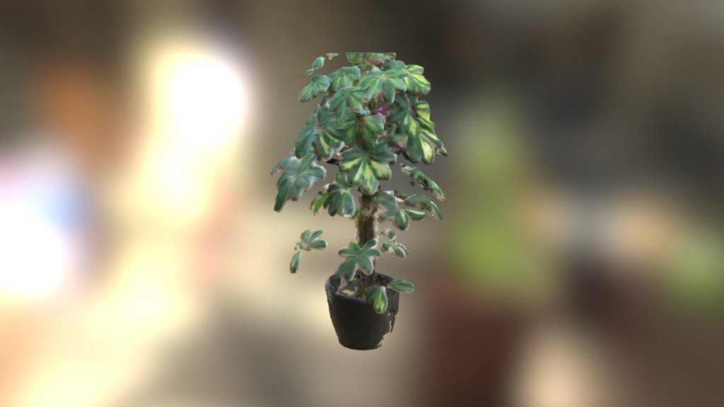 bonzai - 3D model by wallace_sezer [51e5612] - Sketchfab