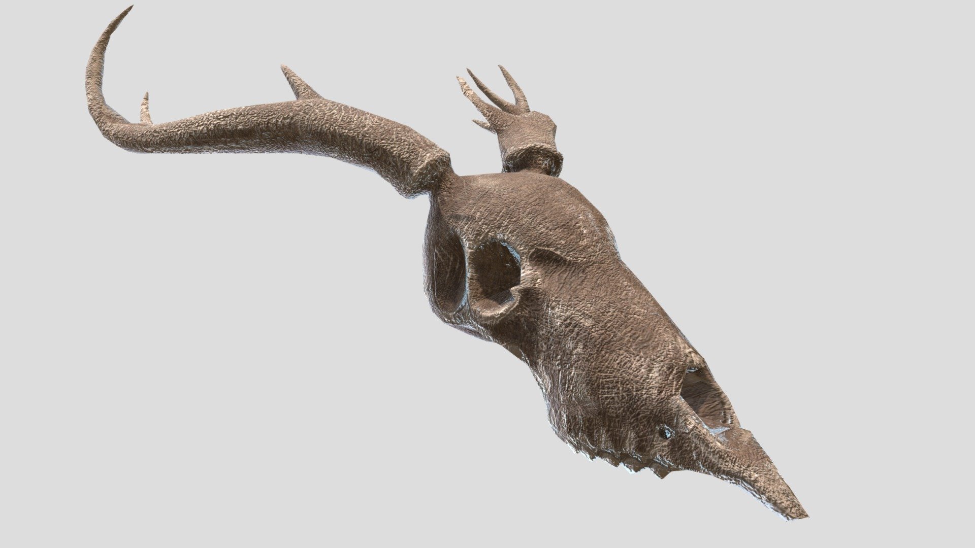 Deer wood skull - Download Free 3D model by NyanDiaCat [51ee41a ...