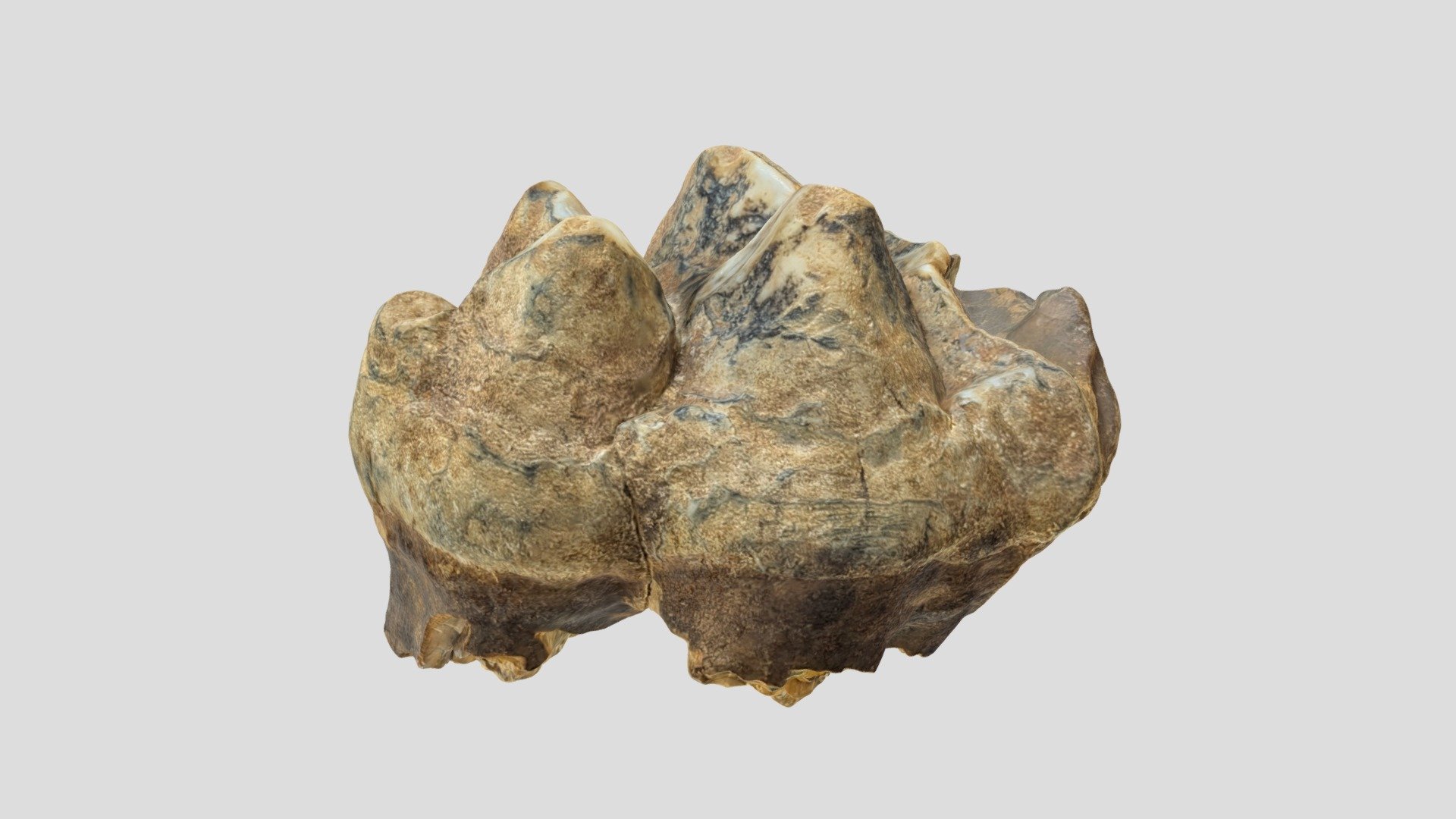 Northfield Historical Society Mastodon Tooth - 3D model by Jangojips ...
