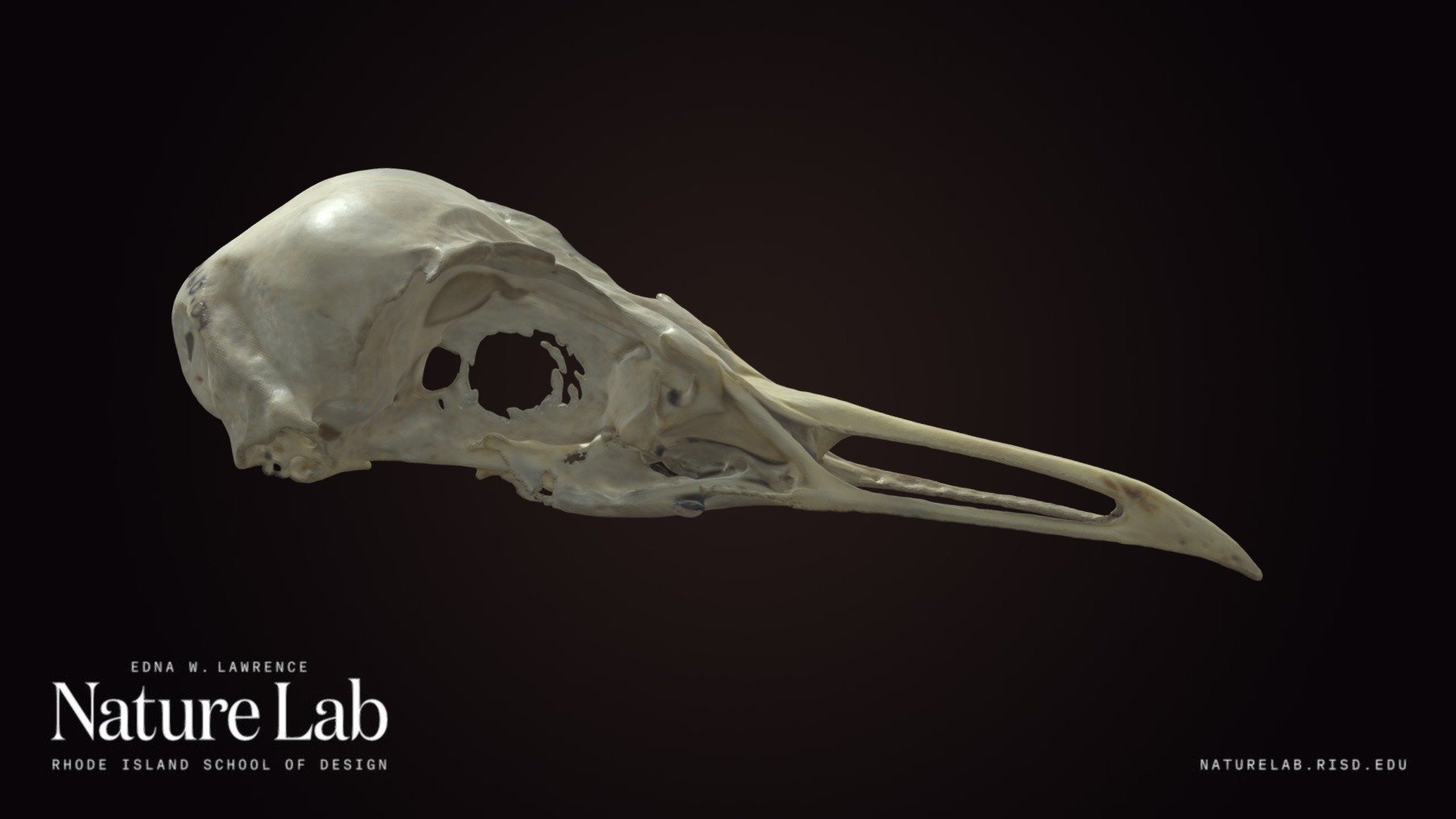 Bird Skull (Partial) - Download Free 3D model by RISD Nature Lab ...
