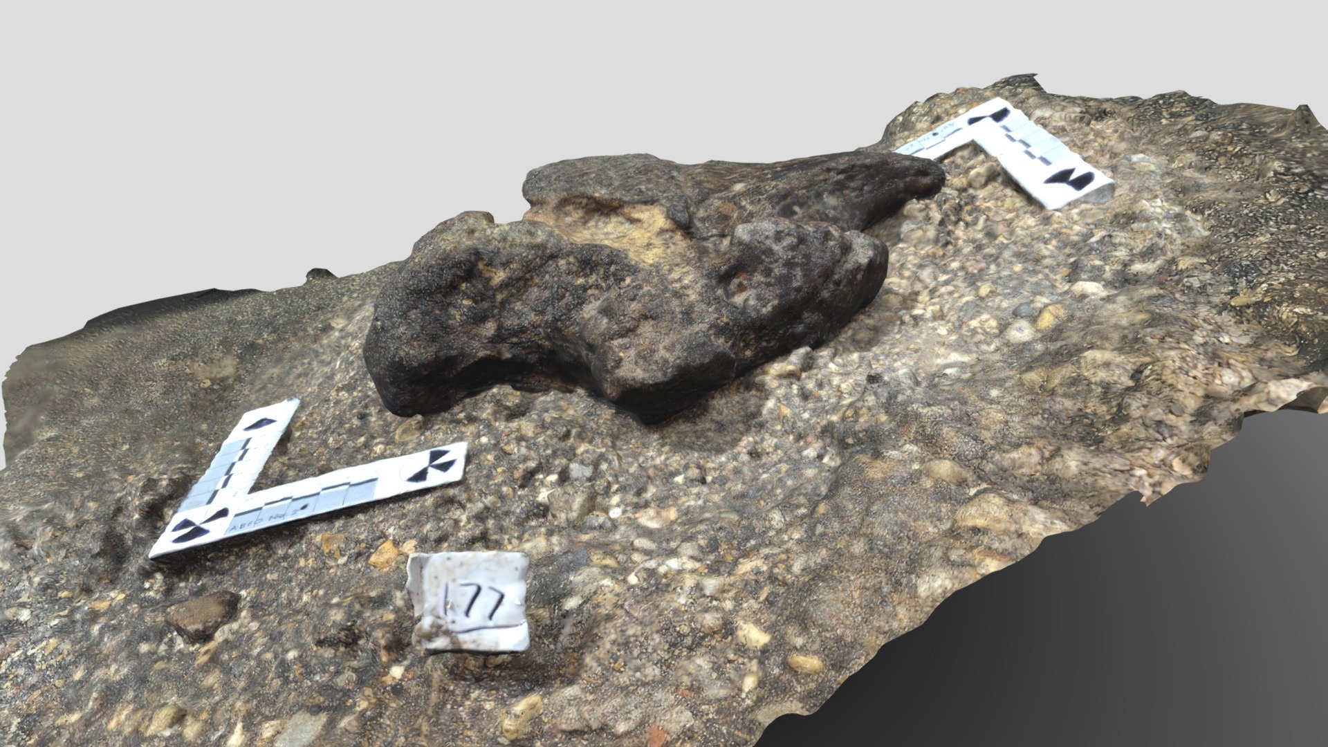 Megafauna Claw - Cave in Mexico - 3D model by New England Explorers ...