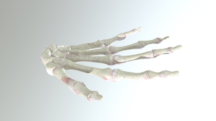Carpal 3D models - Sketchfab