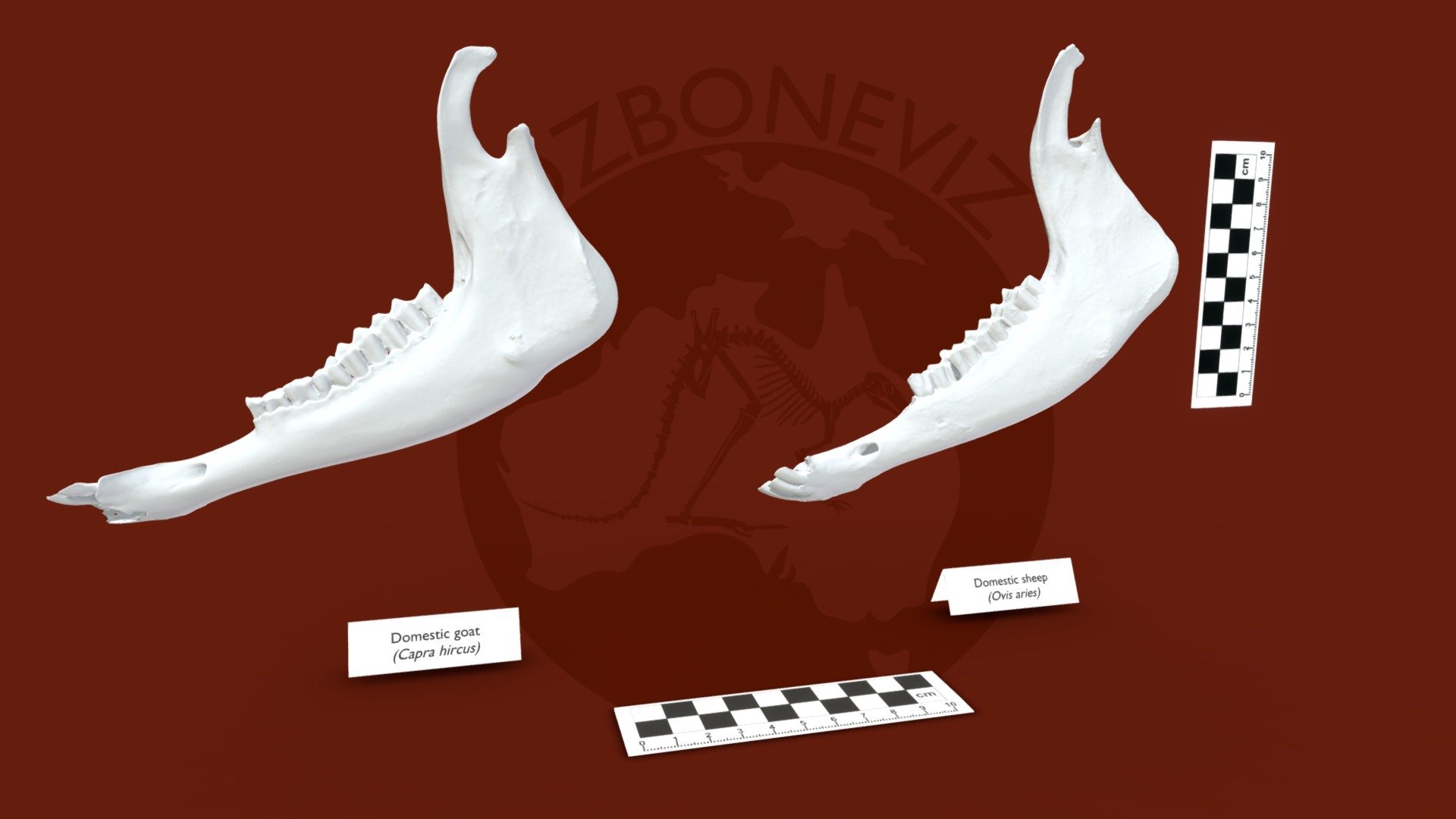 Sheep and goat mandible - 3D model by Ozboneviz [521596b] - Sketchfab