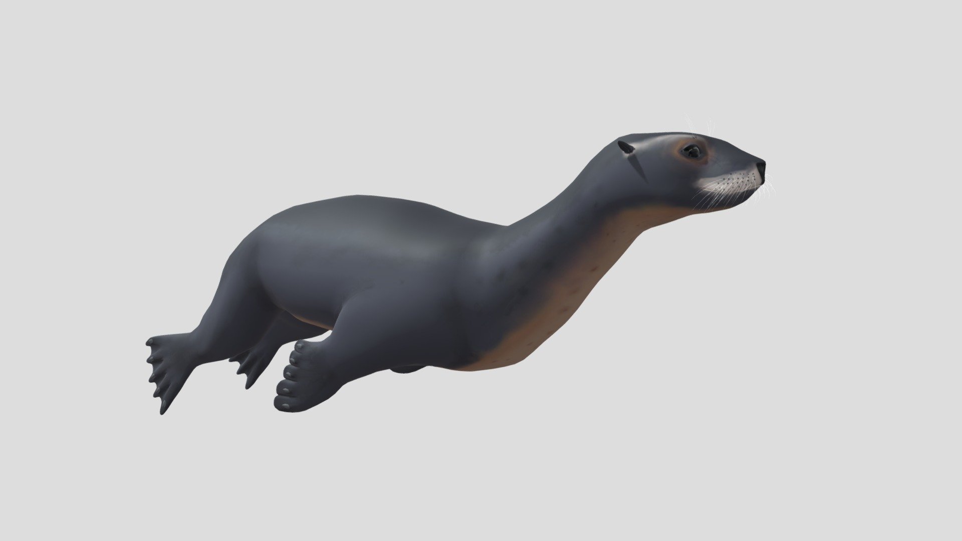 Enaliarctos mealsi - 3D model by evolution.biologique [5217aa6] - Sketchfab