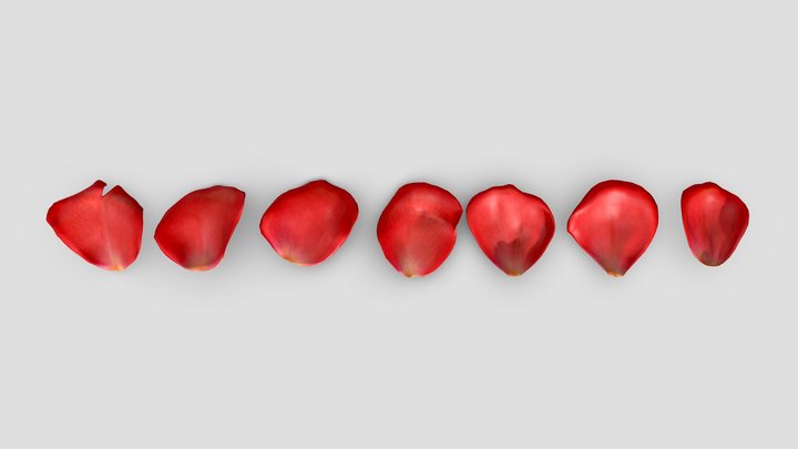 Petal 3D models - Sketchfab