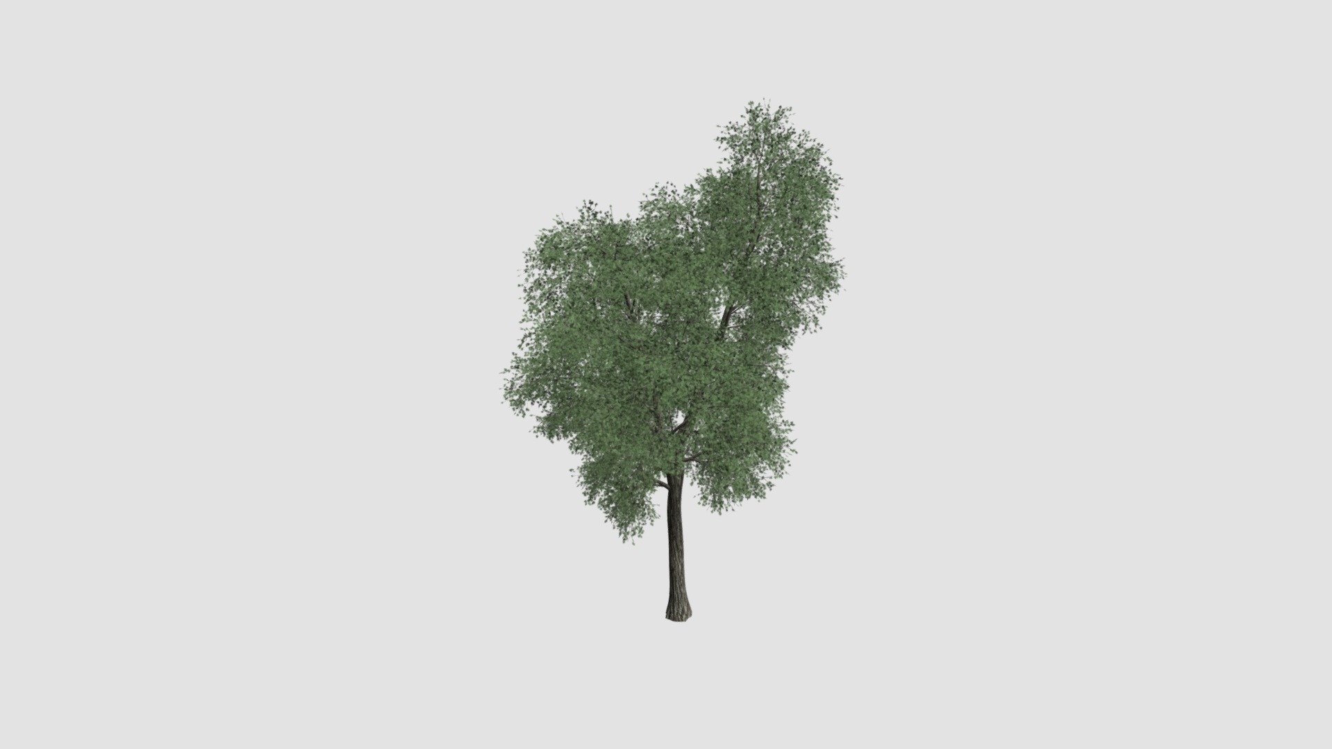 tree - Buy Royalty Free 3D model by Evermotion [521888a] - Sketchfab Store