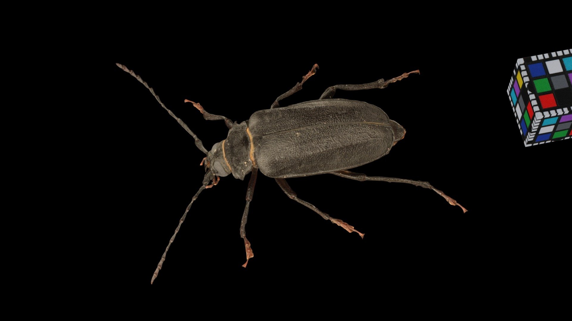 CC0 ノコギリカミキリ ♀ Pine Sawyer, Prionus insularis - Download Free 3D model ...