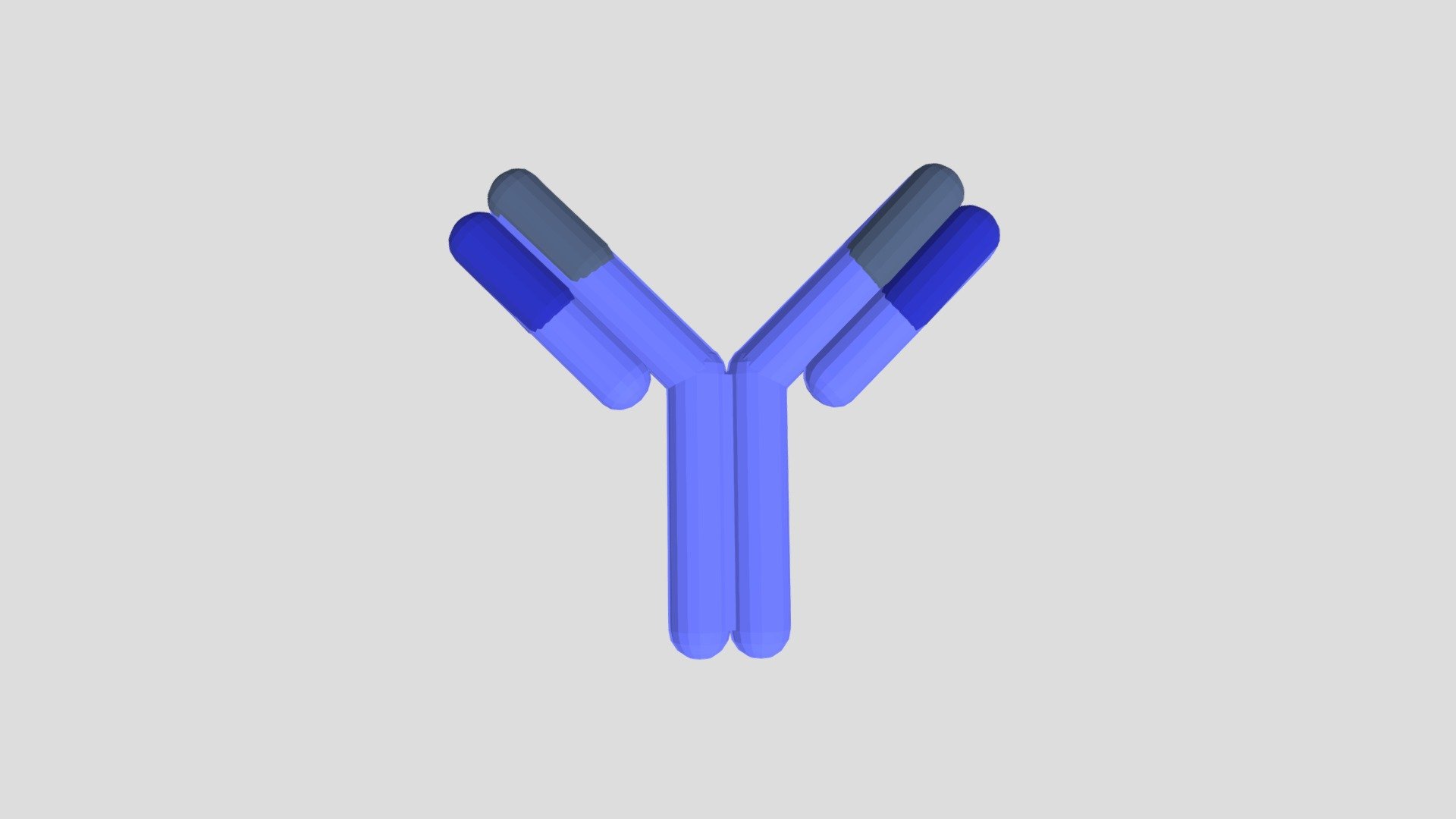 Antibody - 3D model by Musthofiyatul Khoiriyyah (@akhdanmalik) [5223852 ...