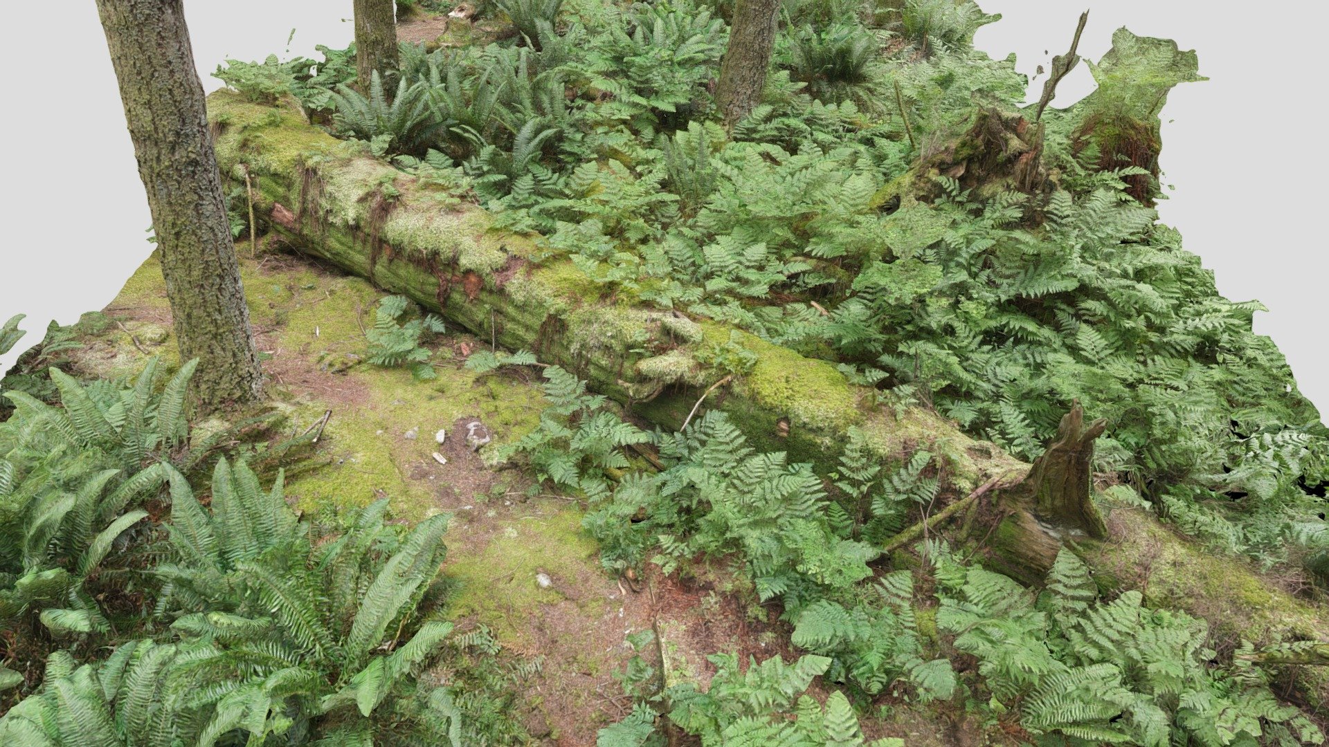 Ferns - 3D model by adam (@adam.o.jurgens) [522de8b] - Sketchfab