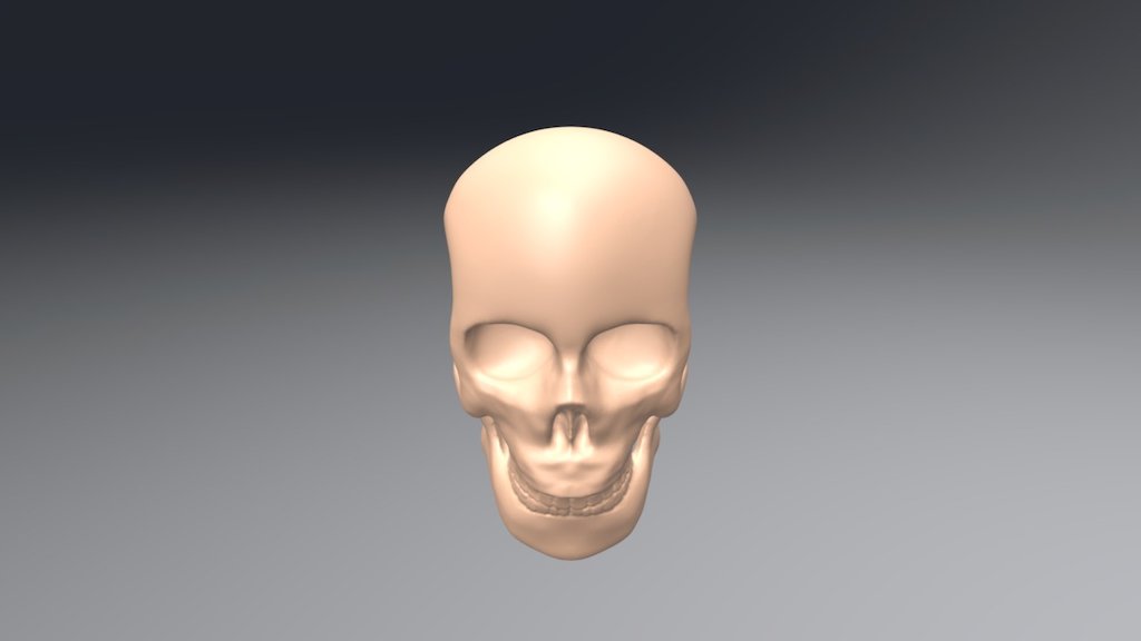 Skull - 3D model by DattyMavis [5236397] - Sketchfab